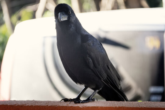 Night-Crow Images – Browse 30 Stock Photos, Vectors, and Video | Adobe ...