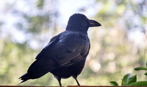 Night-Crow Images – Browse 26 Stock Photos, Vectors, and Video | Adobe ...
