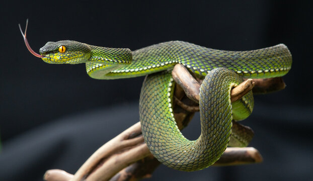 Free Snake Images – Browse 1,756 Free Stock Photos, Vectors, and Video ...