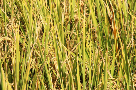 "Rice Background" Images – Browse 410 Stock Photos, Vectors, and Video ...