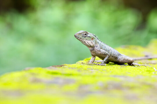 Girgit Bilder – Durchsuchen 2,716 Archivfotos, Vektorgrafiken und ...