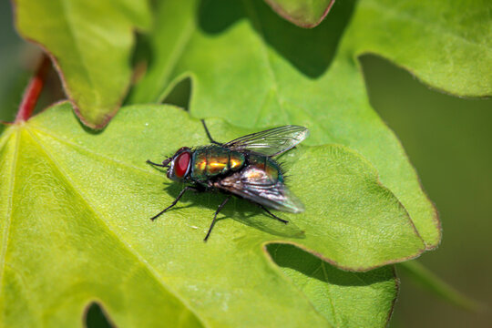 Dasselfliege bilder – Bläddra bland 15 stockfoton, vektorer och videor ...
