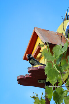 Zitze Images – Browse 138 Stock Photos, Vectors, and Video | Adobe Stock