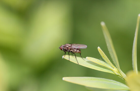 Dasselfliege bilder – Bläddra bland 15 stockfoton, vektorer och videor ...