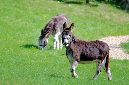 รูปภาพMulet – เลือกดูภาพถ่ายสต็อก เวกเตอร์ และวิดีโอ1,432 | Adobe Stock