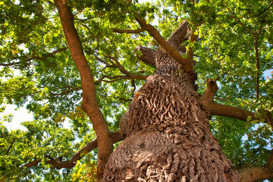 รูปภาพEichenholz – เลือกดูภาพถ่ายสต็อก เวกเตอร์ และวิดีโอ1,415 | Adobe ...