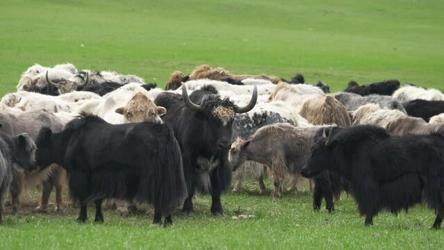 Dzo Images – Browse 537 Stock Photos, Vectors, and Video | Adobe Stock