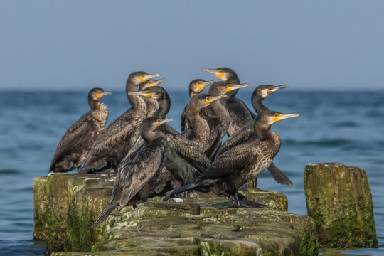 Kormorane Imagens – Procure 1,714 fotos, vetores e vídeos | Adobe Stock