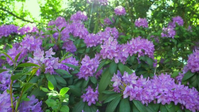 Purpul Images – Browse 212 Stock Photos, Vectors, and Video | Adobe Stock