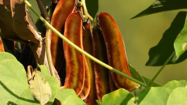 "Velvet Bean" Images – Browse 402 Stock Photos, Vectors, and Video ...