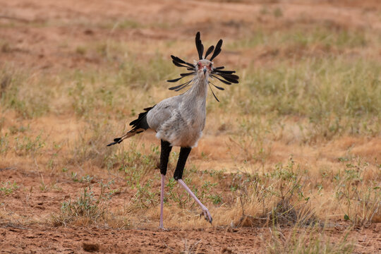 รูปภาพSagittariidae – เลือกดูภาพถ่ายสต็อก เวกเตอร์ และวิดีโอ1,267 ...
