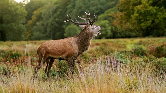 "Red Deer" - Images et vidéos libres de droits | Adobe Stock