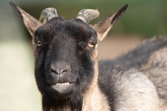 Aegagrus 이미지 – 찾아보기 9,226 스톡 사진, 벡터 및 비디오 | Adobe Stock