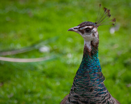 Peahen Bird
