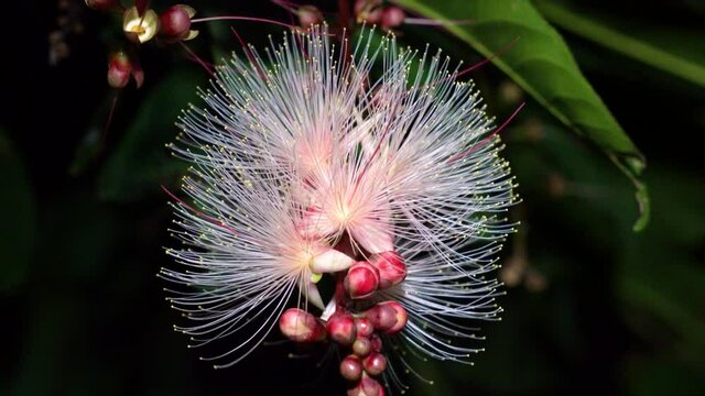 Powder-Puff Images – Browse 213 Stock Photos, Vectors, and Video ...