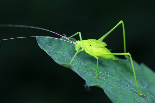 รูปภาพVarmit – เลือกดูภาพถ่ายสต็อก เวกเตอร์ และวิดีโอ177,040 | Adobe Stock