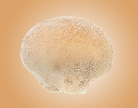 Slicker Images – Browse 163,470 Stock Photos, Vectors, and Video ...