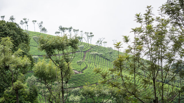 "Tea Estates" Images – Browse 559 Stock Photos, Vectors, and Video ...