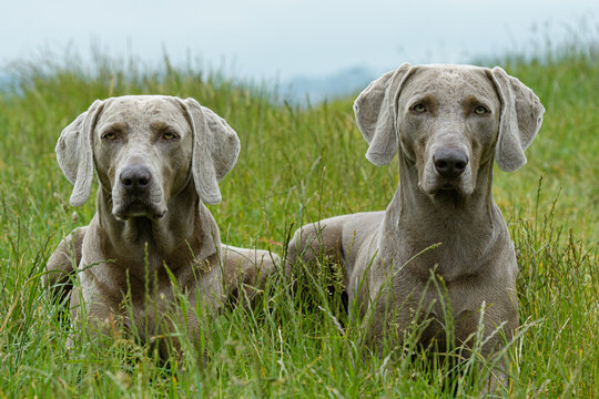 Vorstehhunde 이미지 – 찾아보기 182 스톡 사진, 벡터 및 비디오 | Adobe Stock