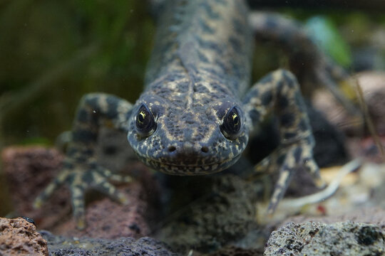 Amfibie Bilder – Durchsuchen 159 Archivfotos, Vektorgrafiken und Videos ...