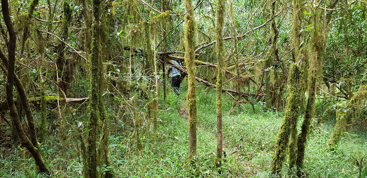 Kadam Bilder – Durchsuchen 146 Archivfotos, Vektorgrafiken und Videos ...