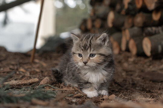 Babykatze bilder – Bläddra bland 1,685 stockfoton, vektorer och videor ...