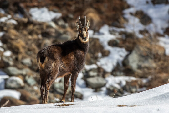รูปภาพCaprinae – เลือกดูภาพถ่ายสต็อก เวกเตอร์ และวิดีโอ7,198 | Adobe Stock