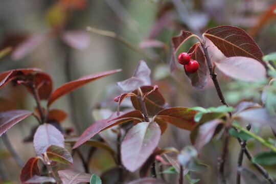 「Spiceberry」の画像 - 2,902 件の Stock 写真、ベクターおよびビデオ | Adobe Stock
