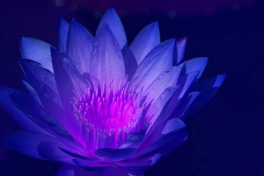 Blue And Purple Lotus Flower