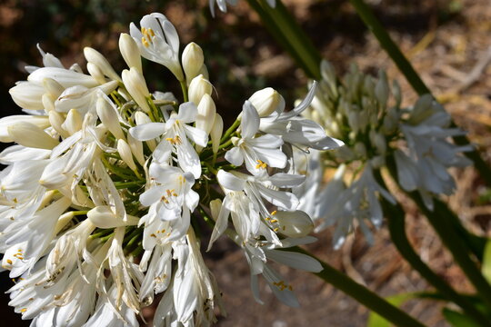 รูปภาพDainty – เลือกดูภาพถ่ายสต็อก เวกเตอร์ และวิดีโอ369,795 | Adobe Stock
