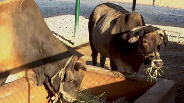 "Indicine Cattle" Images – Browse 6,438 Stock Photos, Vectors, and ...