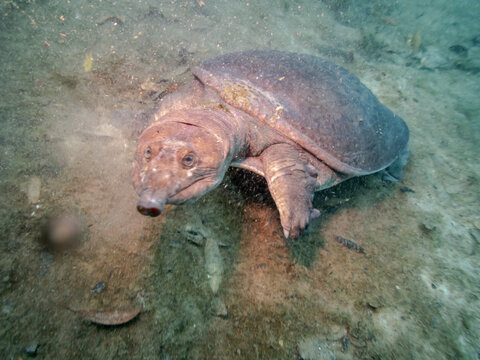 "Florida Turtle" Images – Browse 79 Stock Photos, Vectors, and Video ...