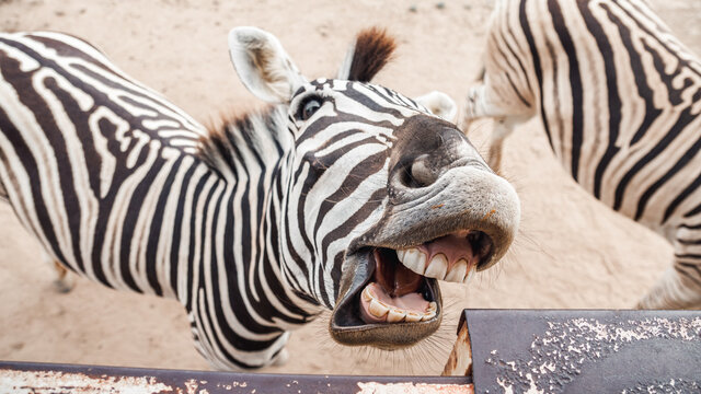 Zebra Teeth Images – Browse 1,772 Stock Photos, Vectors, and Video ...