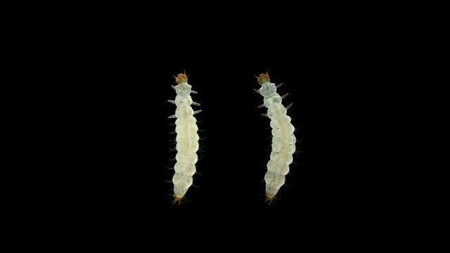 Cucujidae Images – Browse 93 Stock Photos, Vectors, and Video | Adobe Stock