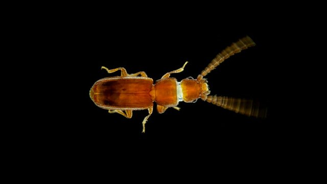 Cucujidae Images – Browse 93 Stock Photos, Vectors, and Video | Adobe Stock