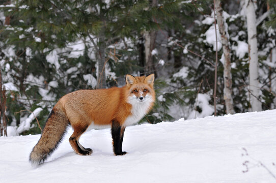 Schlaufuchs Bilder – Durchsuchen 12,270 Archivfotos, Vektorgrafiken und ...