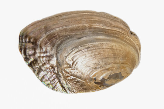 Oyster Shell Texture Bilder – Durchsuchen 8,795 Archivfotos ...