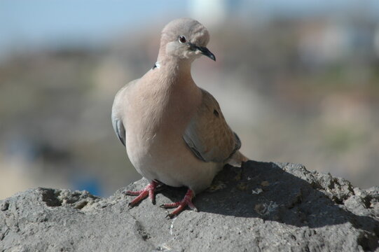 Taubenbabys Bilder – Durchsuchen 11,563 Archivfotos, Vektorgrafiken und ...