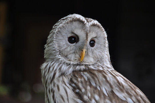 Imágenes de Kauz: descubre bancos de fotos, ilustraciones, vectores y ...