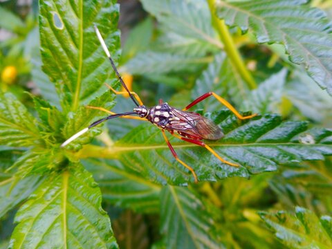 รูปภาพPercevejo – เลือกดูภาพถ่ายสต็อก เวกเตอร์ และวิดีโอ292 | Adobe Stock