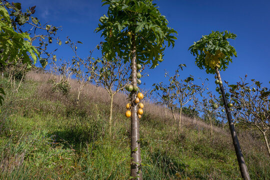 Chamburo bilder – Bläddra bland 111 stockfoton, vektorer och videor ...