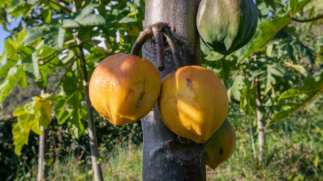 Chamburo bilder – Bläddra bland 111 stockfoton, vektorer och videor ...