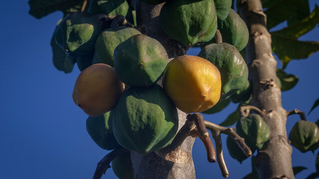 Chamburo bilder – Bläddra bland 111 stockfoton, vektorer och videor ...