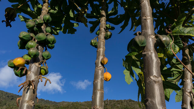 Chamburo bilder – Bläddra bland 111 stockfoton, vektorer och videor ...