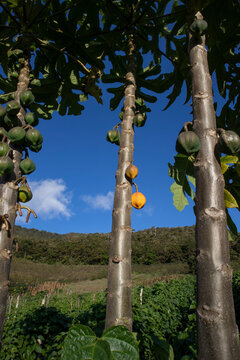 Chamburo bilder – Bläddra bland 111 stockfoton, vektorer och videor ...