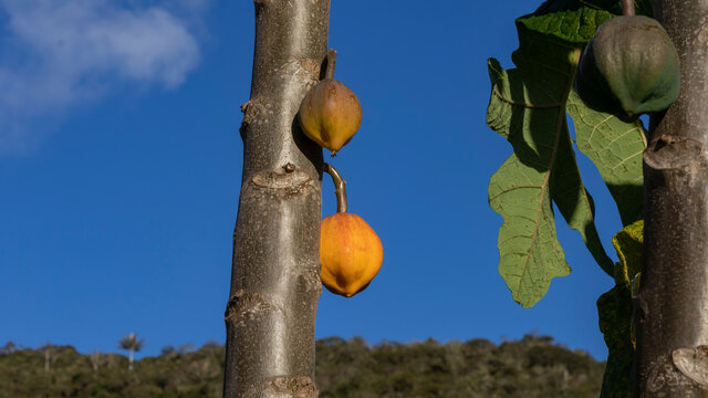 Chamburo bilder – Bläddra bland 111 stockfoton, vektorer och videor ...