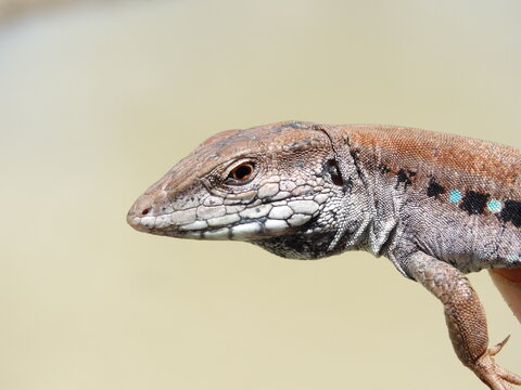Imagens de Calango – Explore Fotografias do Stock, Vetores e Vídeos de ...