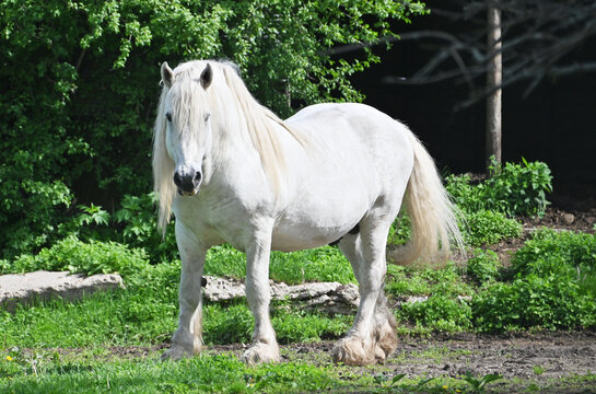 Imágenes de Percheron: descubre bancos de fotos, ilustraciones ...