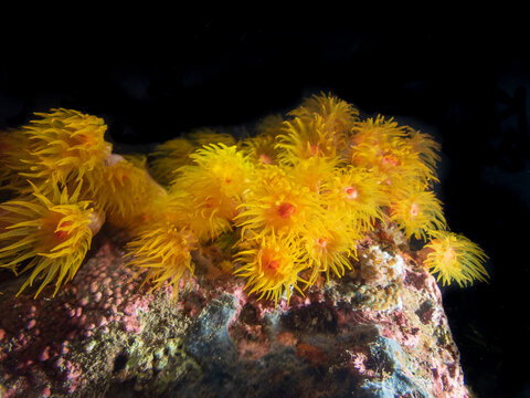 Tubastrea Bilder – Durchsuchen 358 Archivfotos, Vektorgrafiken und ...