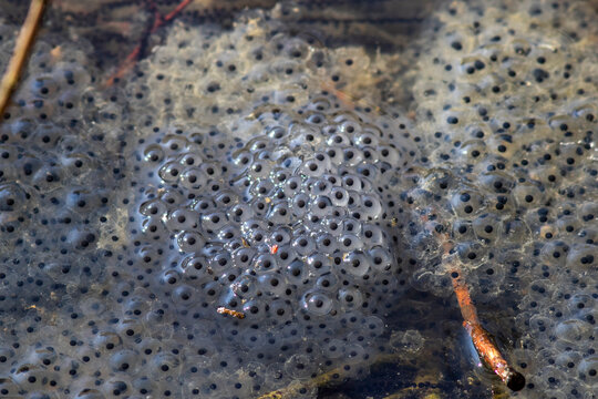 「Froschlaich」の画像 - 513 件の Stock 写真、ベクターおよびビデオ | Adobe Stock